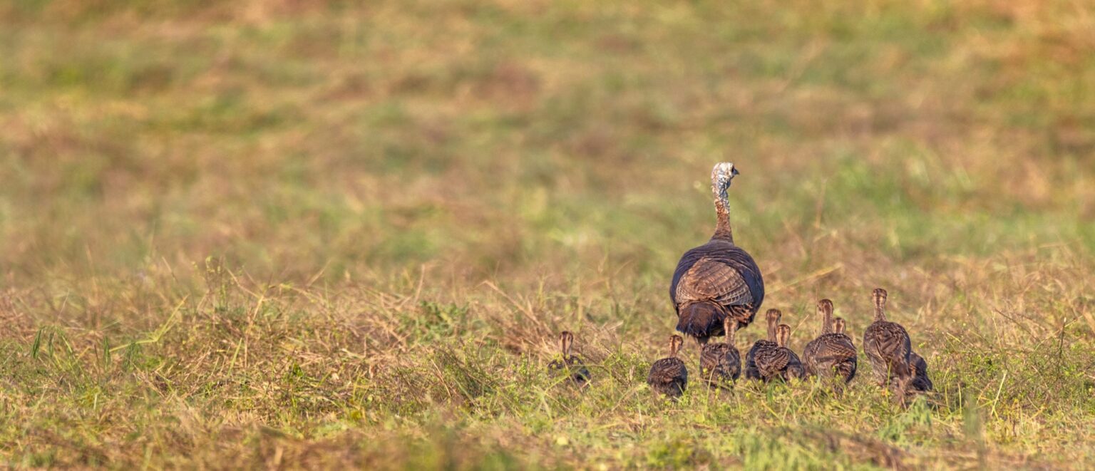 Seasons & Data – National Wild Turkey Federation – TN Chapter