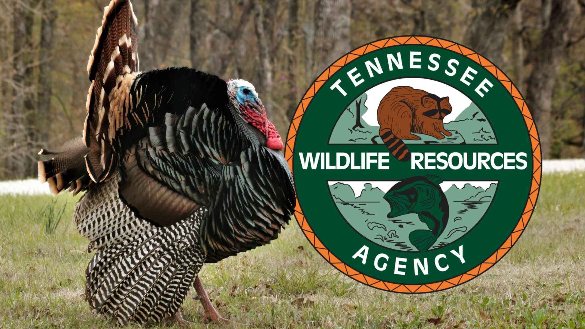 Seasons & Data – National Wild Turkey Federation – TN Chapter